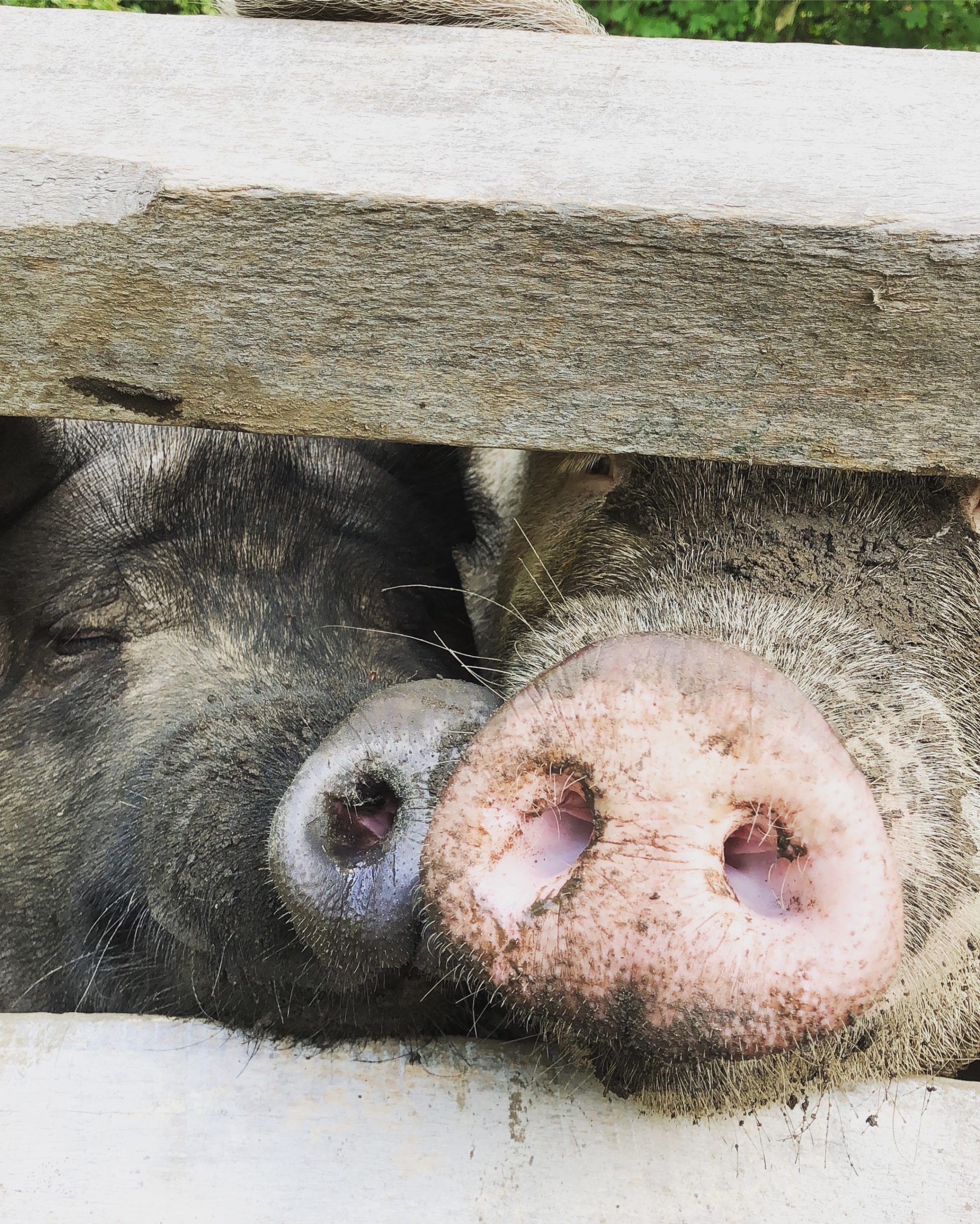 The Great Pig Move of 2018 - Sleepy Pig Farm