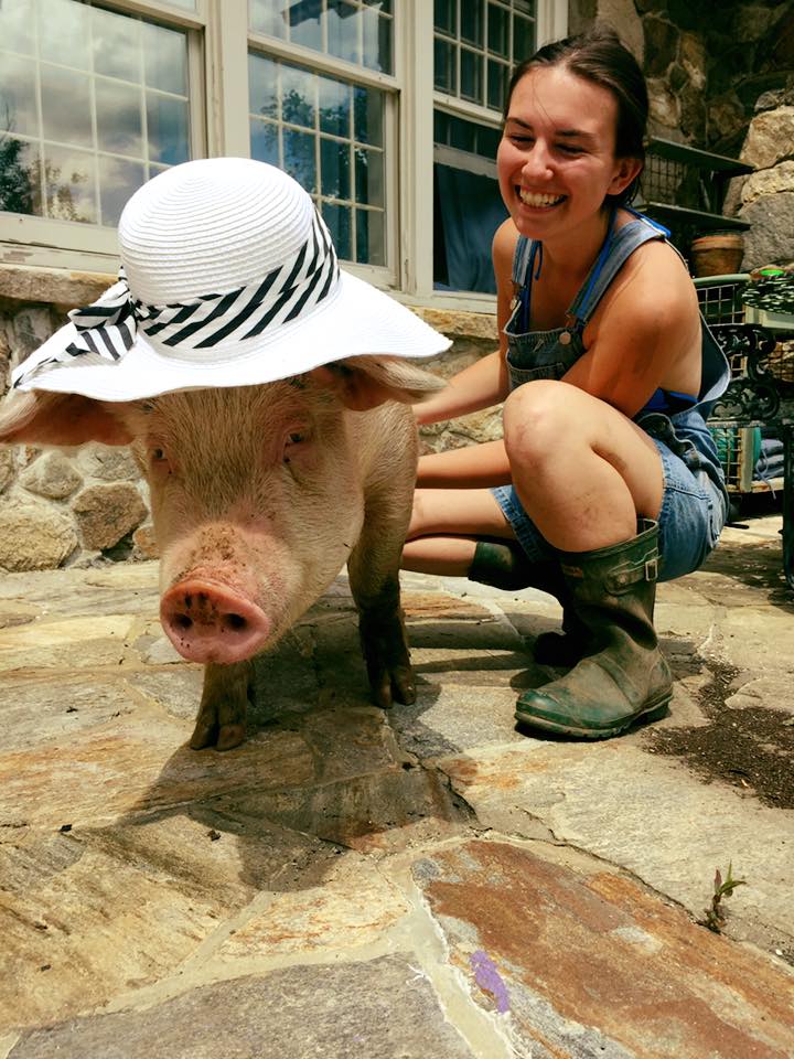 I want to introduce Petunia the pig! - Sleepy Pig Farm