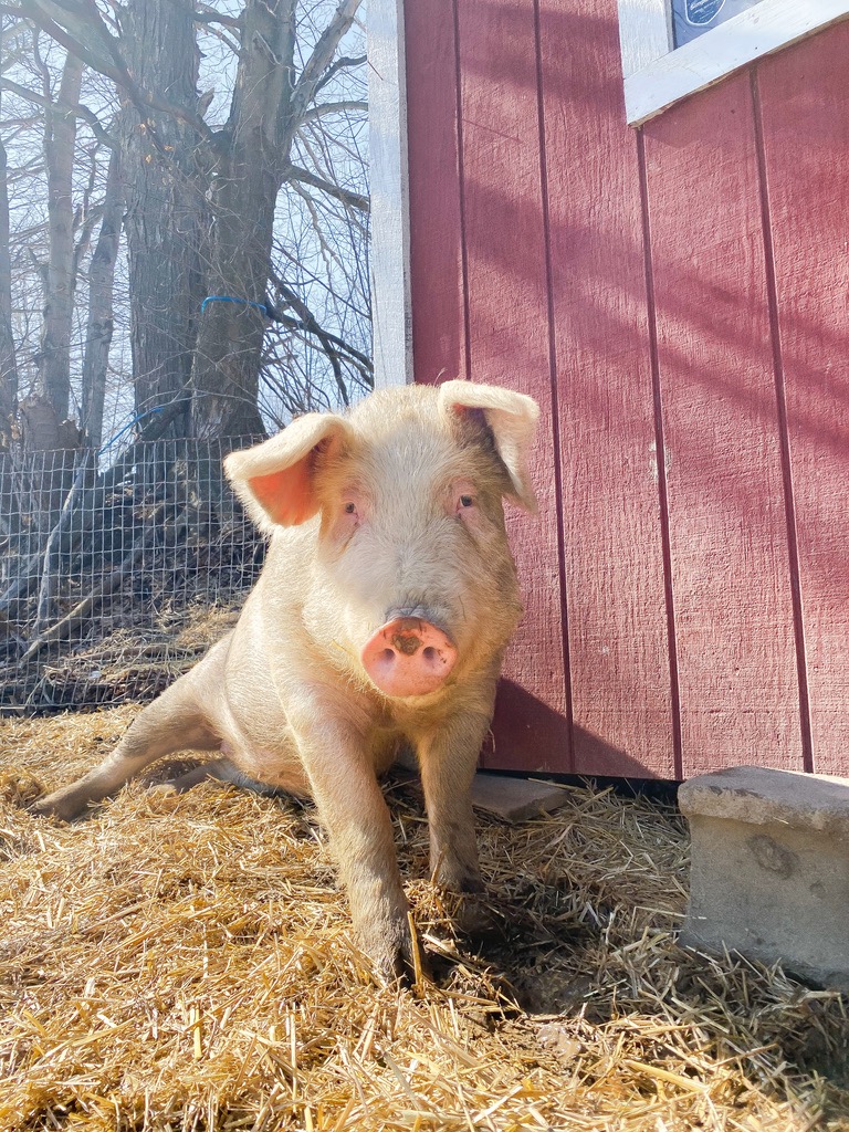 About Us - Sleepy Pig Farm