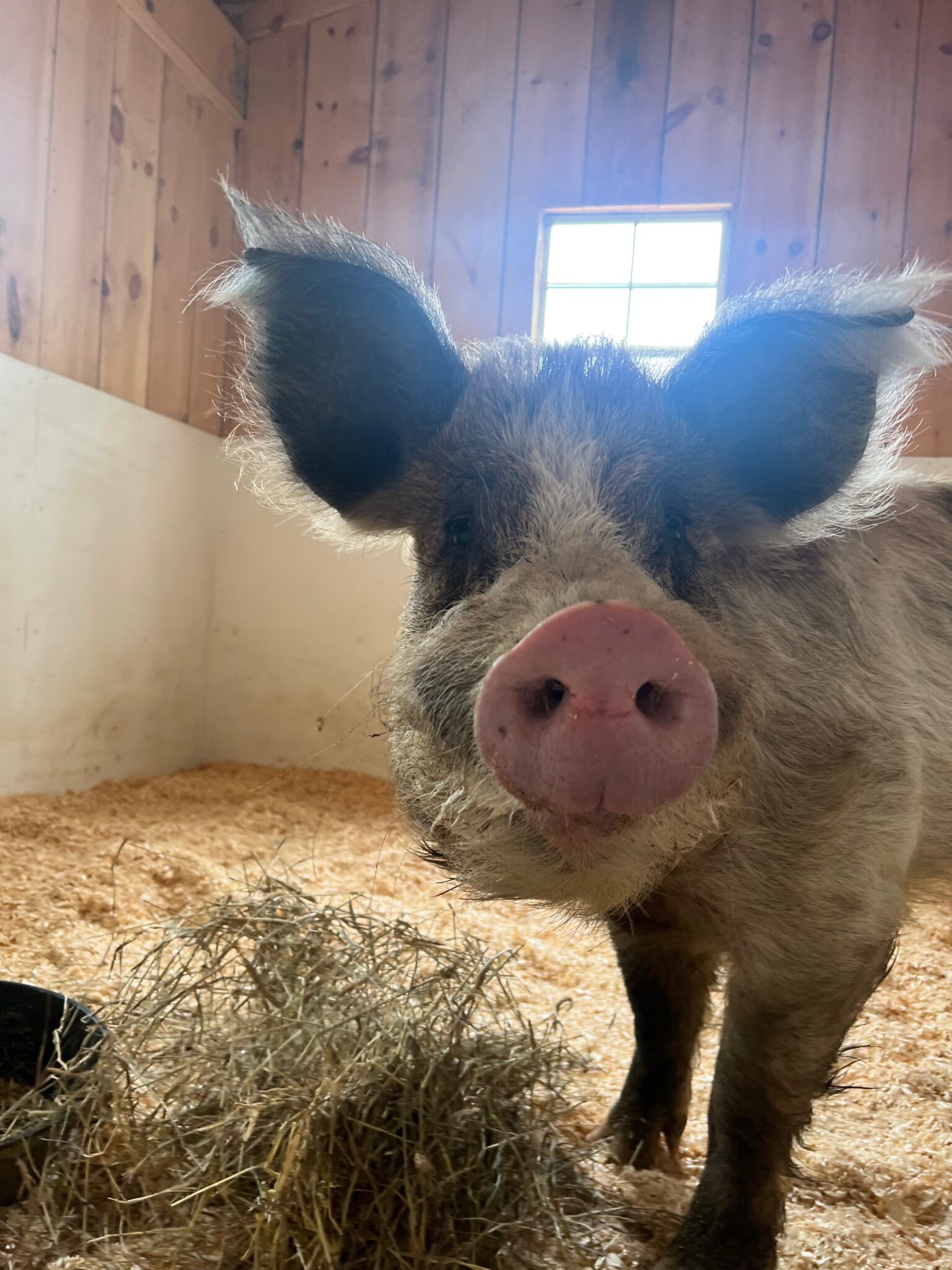 About Us - Sleepy Pig Farm