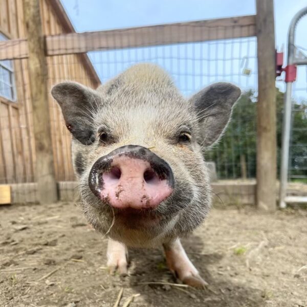 Meet the Animals - Sleepy Pig Farm